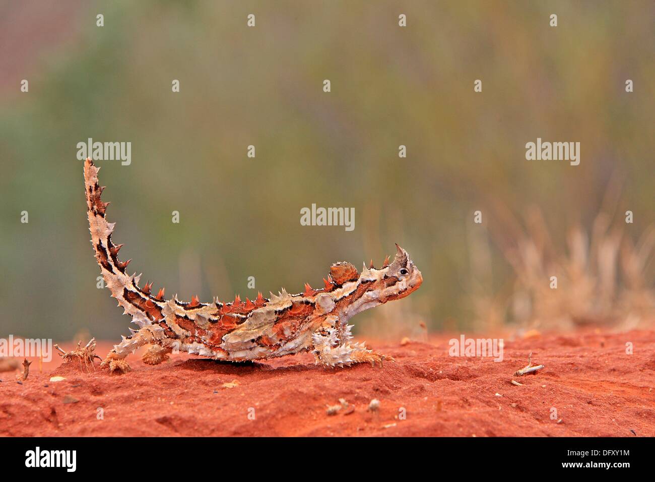 Moloch horridus desert hi-res stock photography and images - Alamy