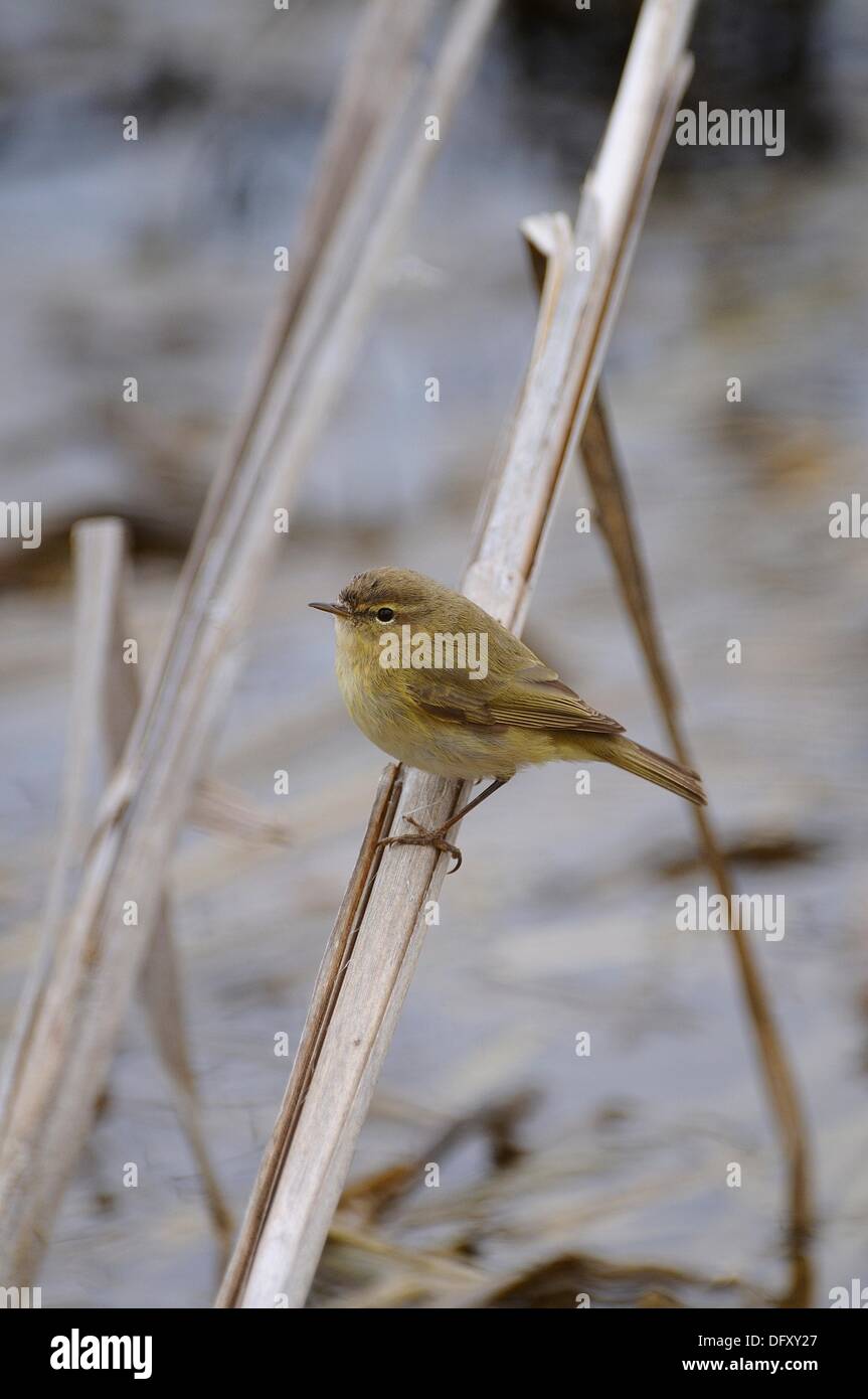 Chiffchaff Nest High Resolution Stock Photography and Images - Alamy