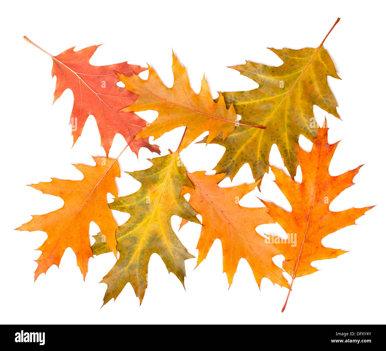 heap of yellow autumn leaves Stock Photo - Alamy