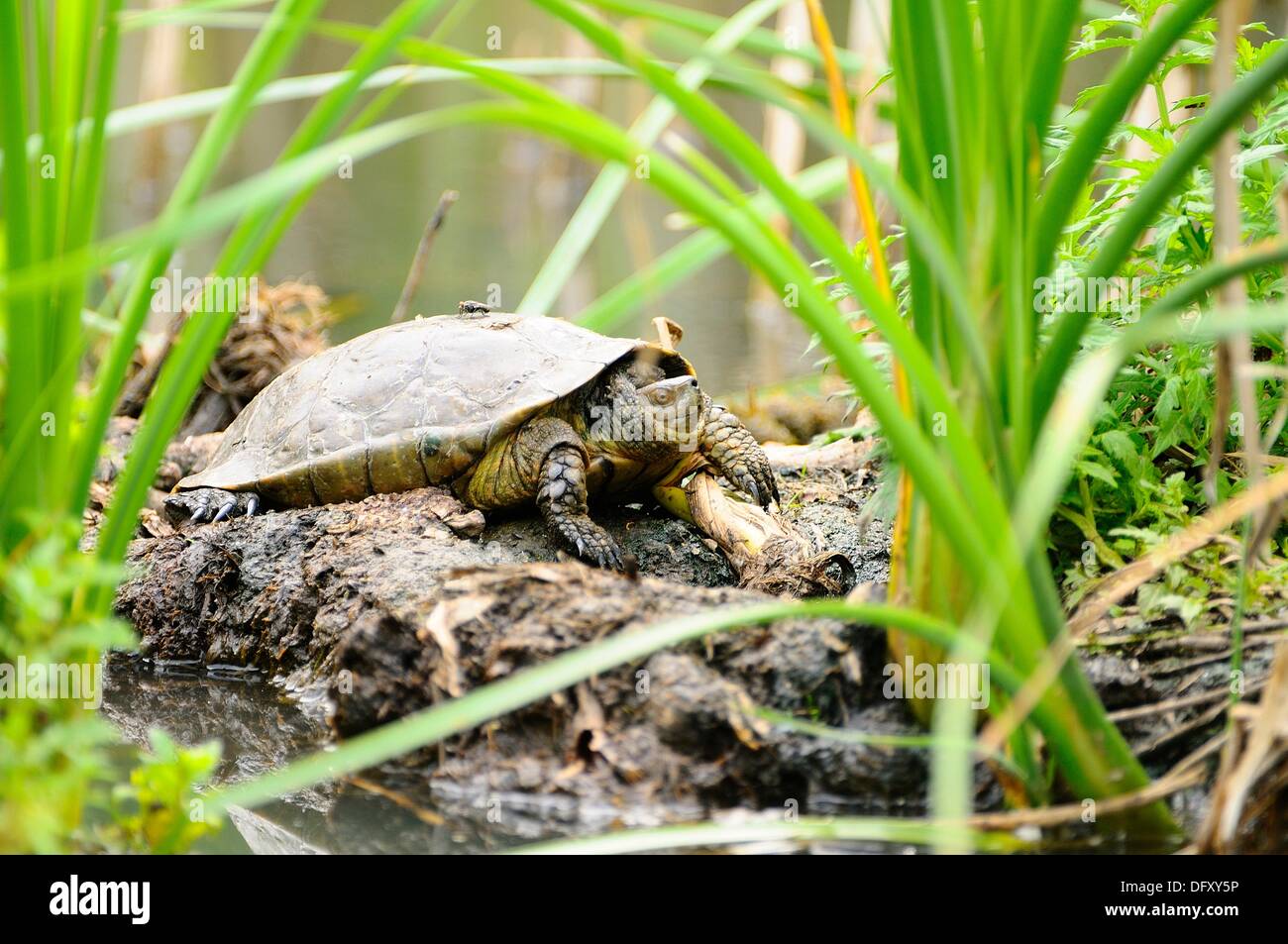 Insects in europe hi-res stock photography and images - Alamy