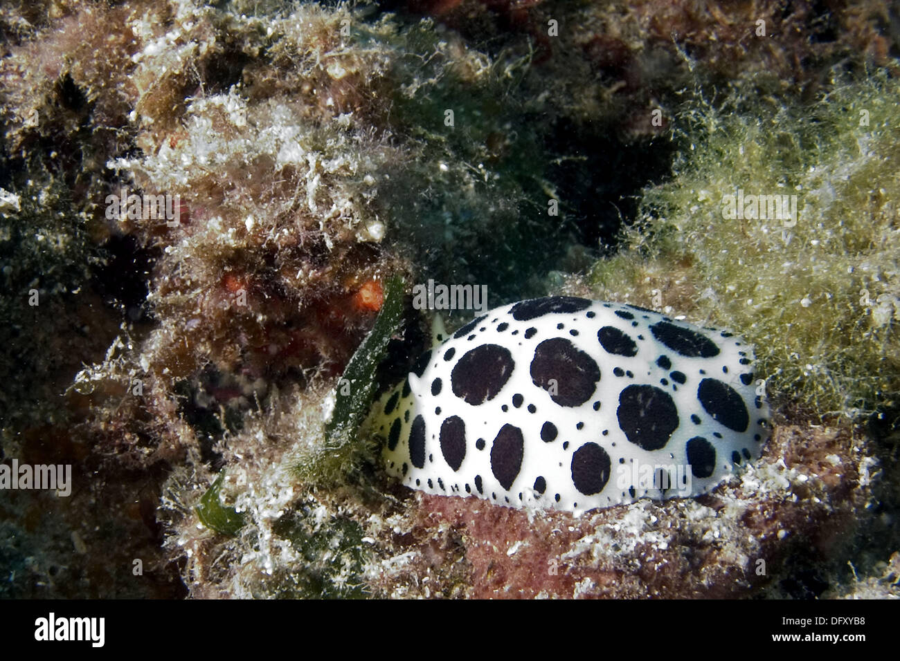 Dotted sea slug (Peltodoris atromaculata). Benidorm. Alicante province ...