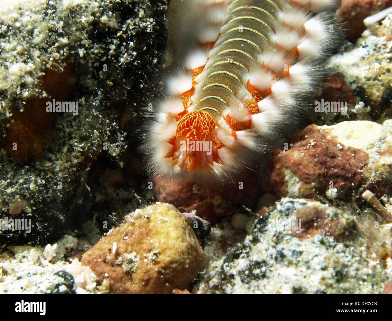 Hermodice hi-res stock photography and images - Alamy