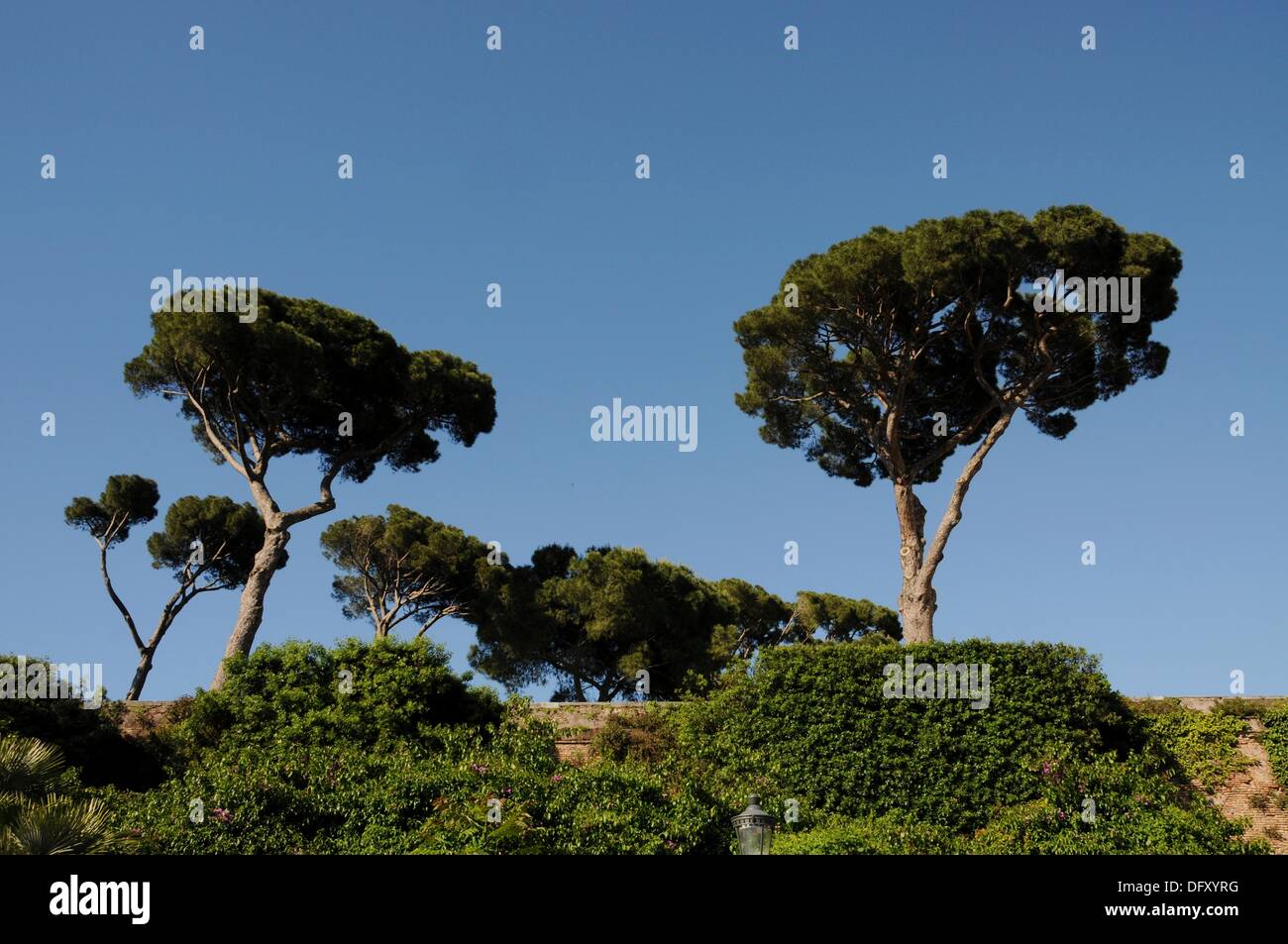 Trees in rome hi-res stock photography and images - Alamy