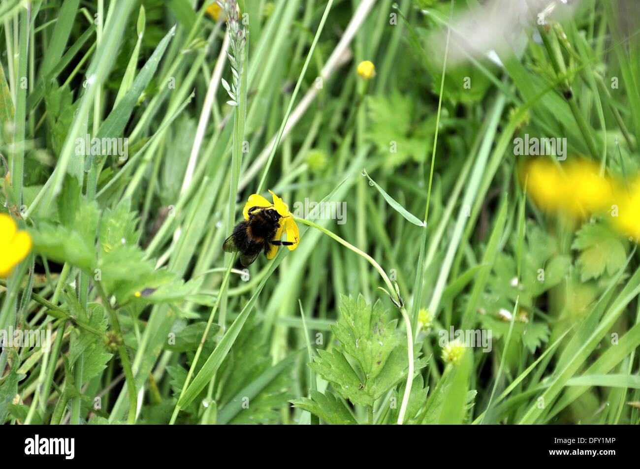 Bumblebee on yellow buttercup bending under bee's weight Stock Photo ...