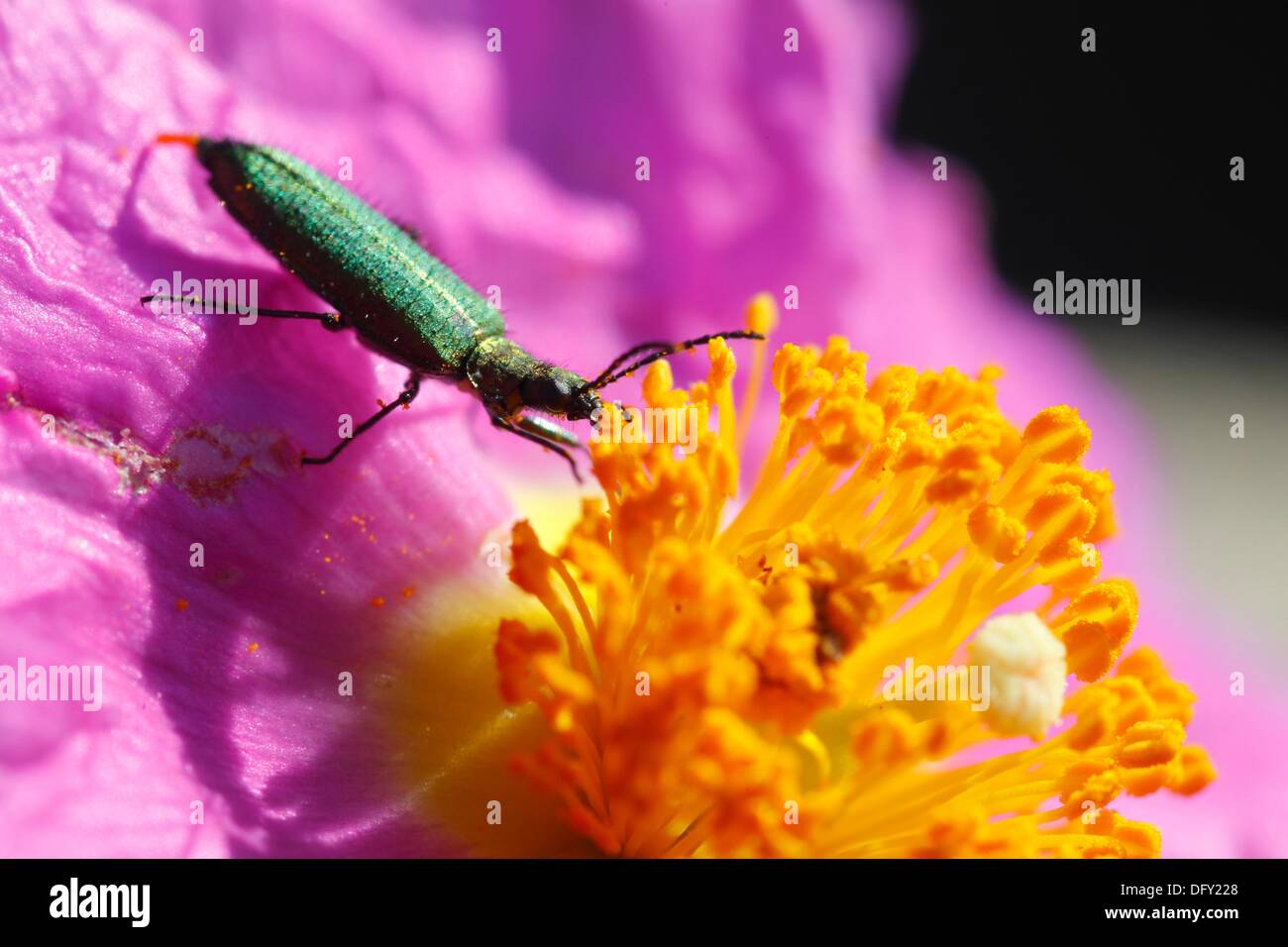 Rock rose cistus helianthemum hi-res stock photography and images - Alamy