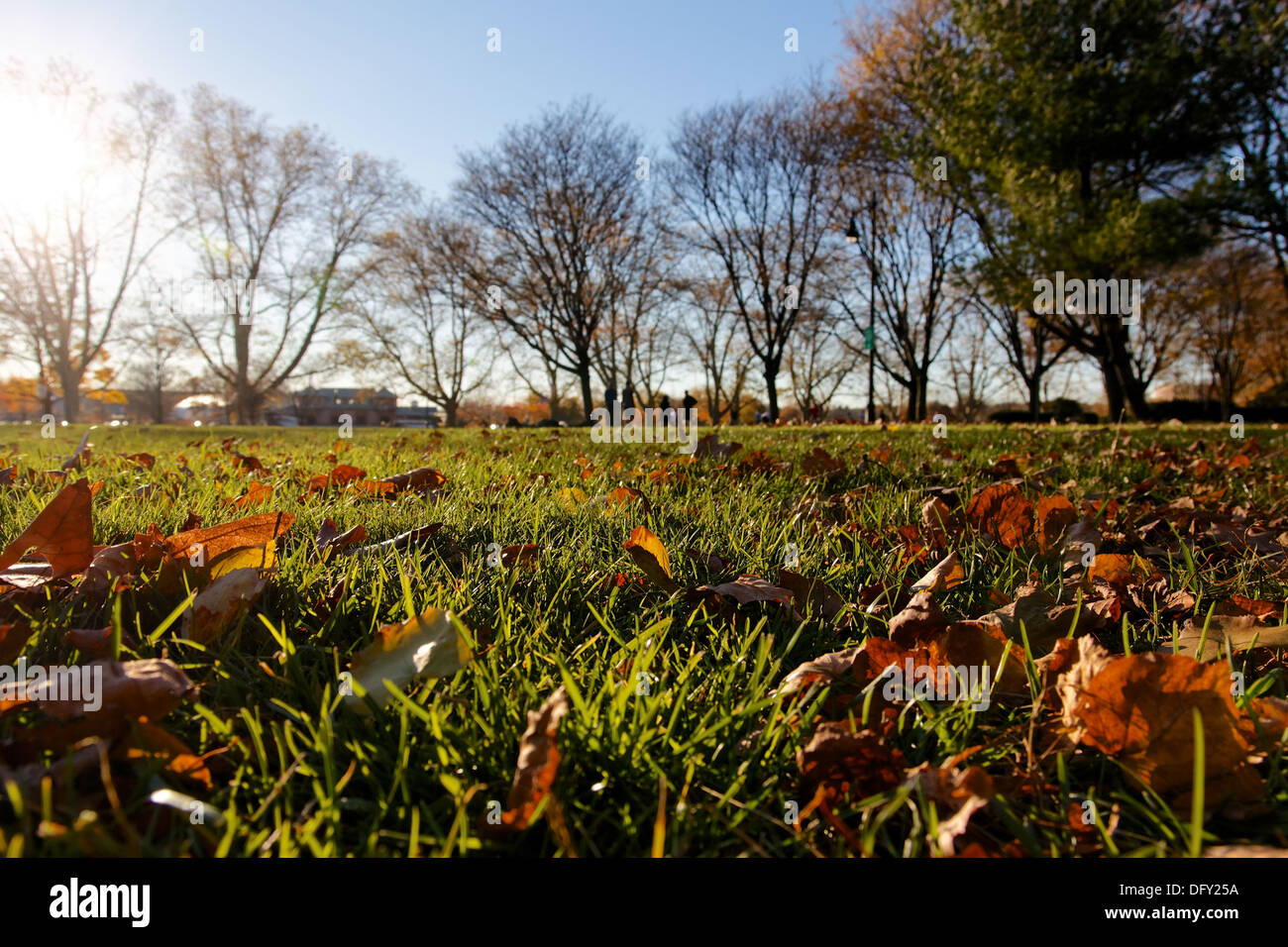 Cambridge autumn park green leaf hi-res stock photography and images ...