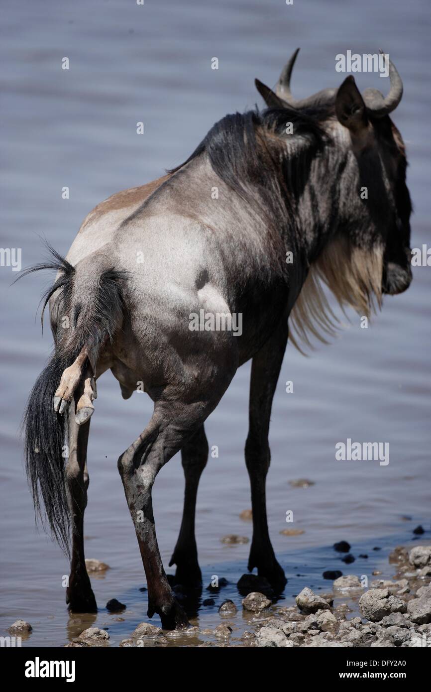 Birth of a wildebeest hi-res stock photography and images - Alamy