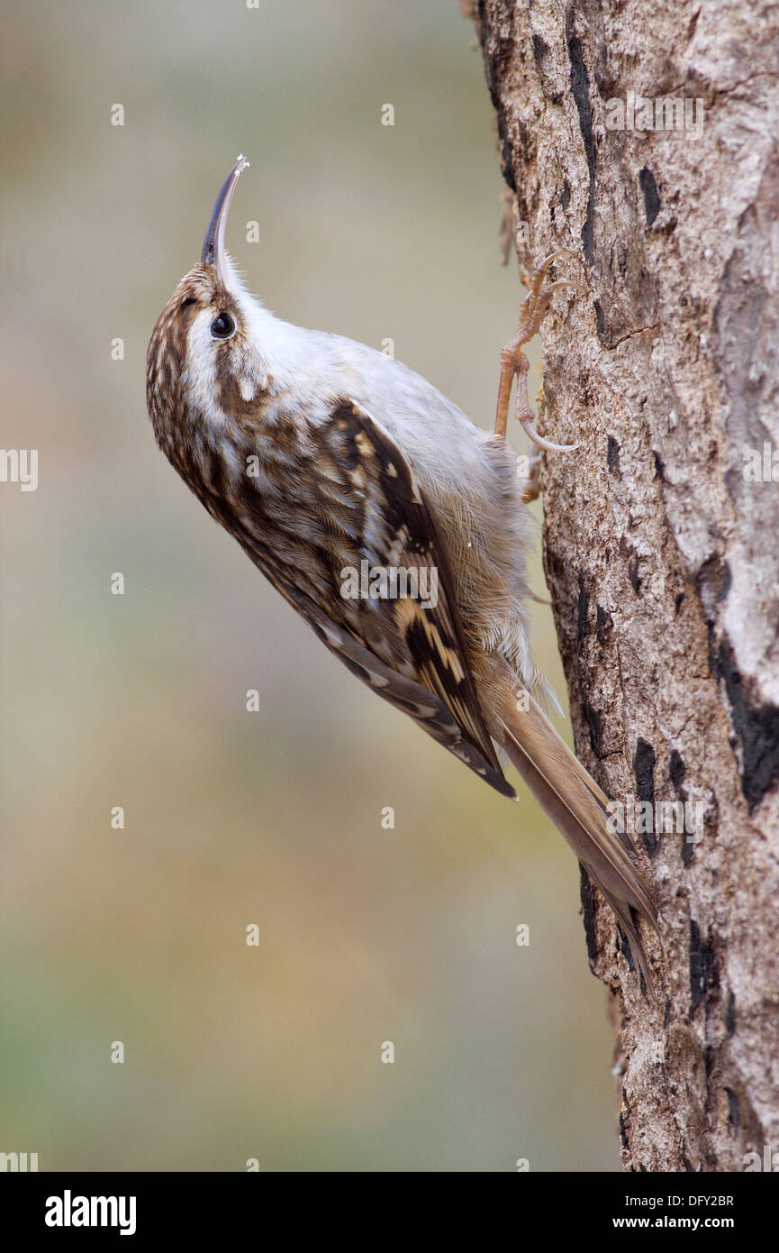 Short toed tree creeper hi-res stock photography and images - Alamy