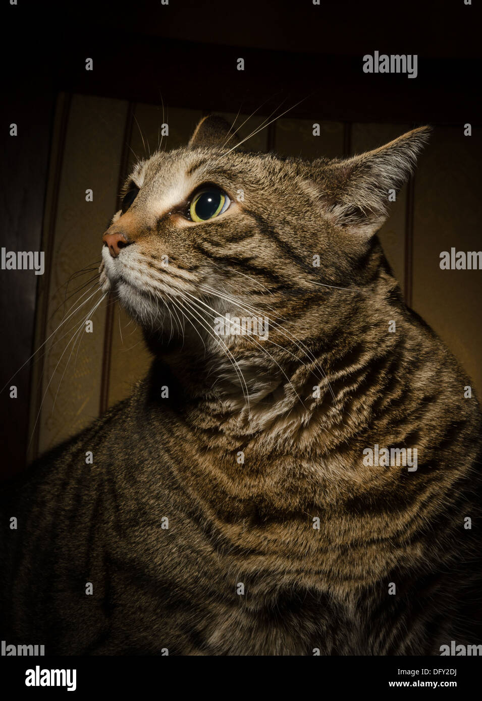 Big grey cat sitting on a chair in dark room Stock Photo - Alamy
