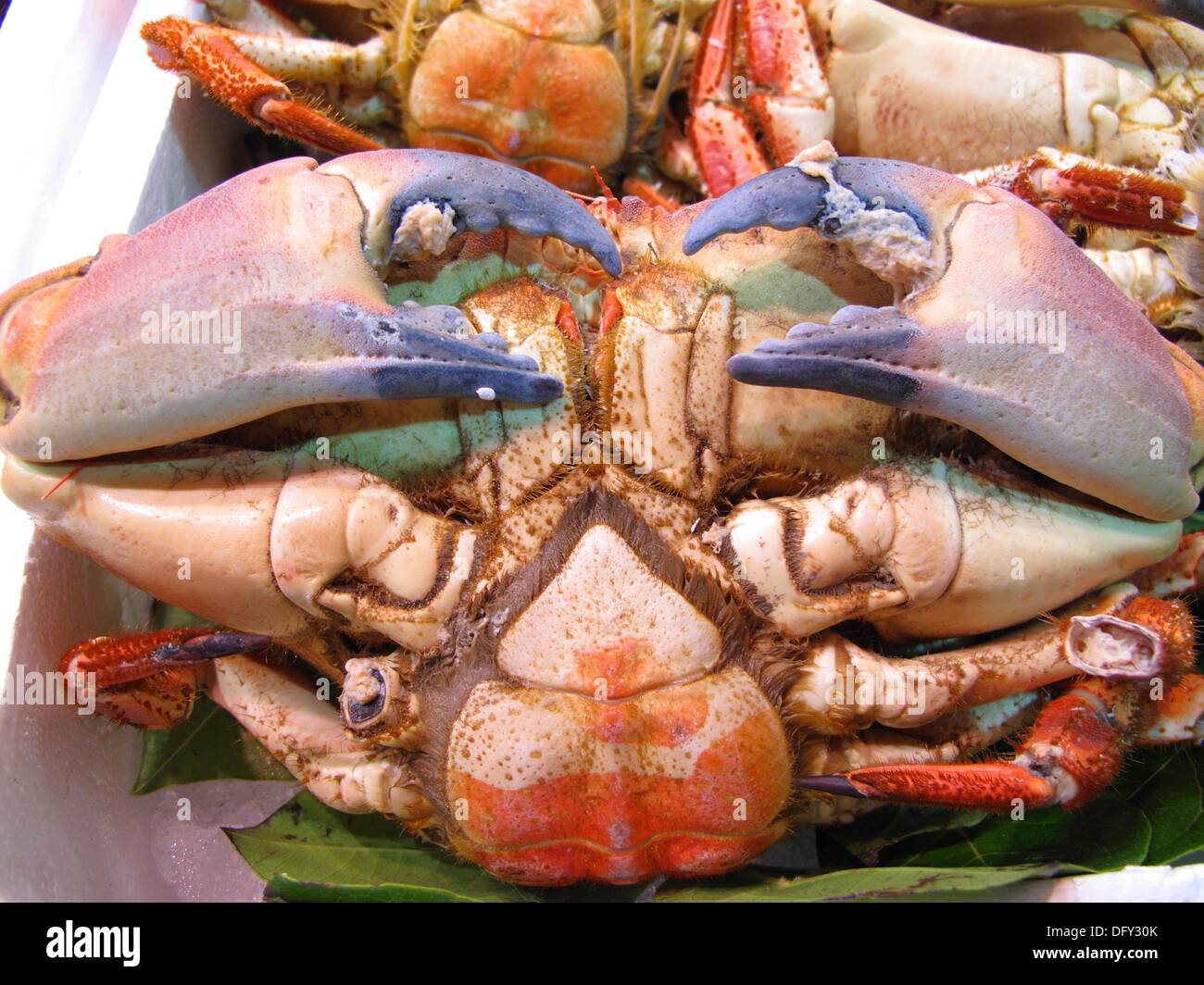 The Crab Cancer pagurus Stock Photo - Alamy