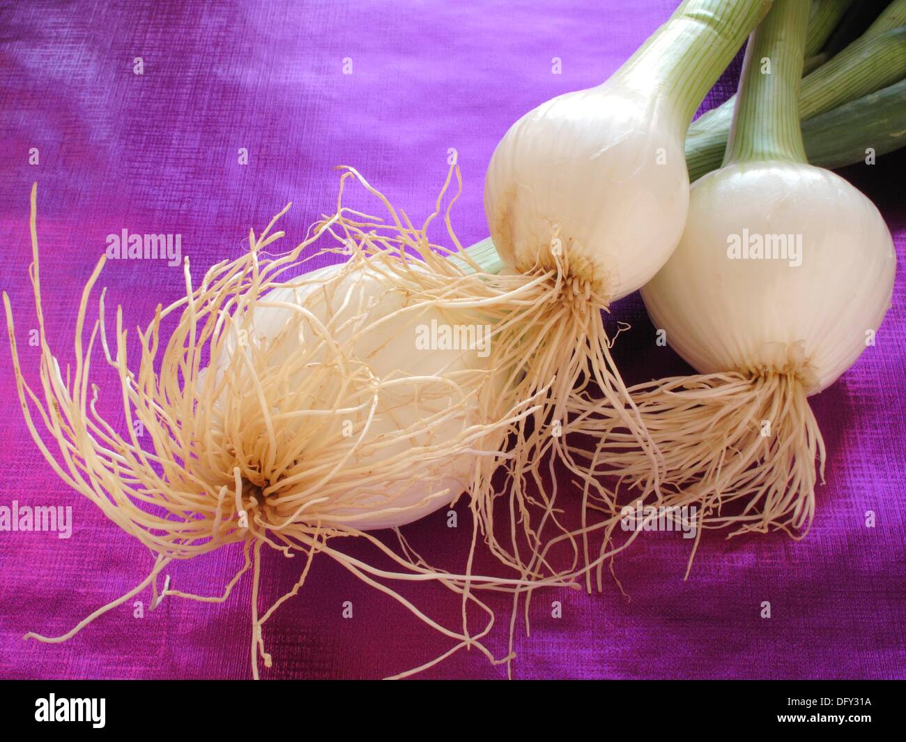 Bunch onion tender hi-res stock photography and images - Alamy