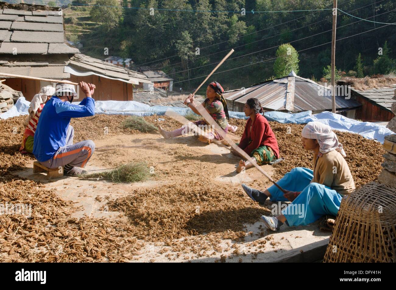 Farmer millet hi-res stock photography and images - Alamy