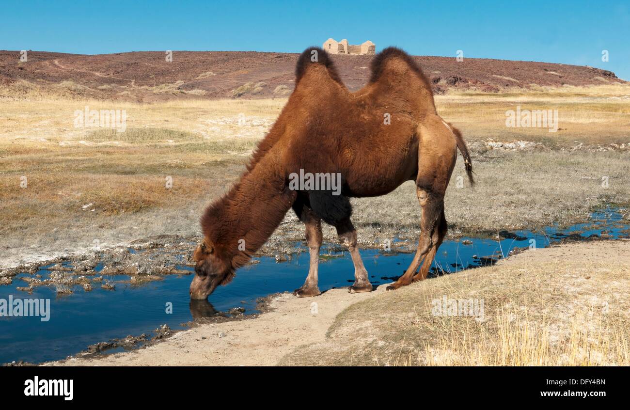 Bactrian camels camelus bactrianus in mongolian steppe hi-res stock ...