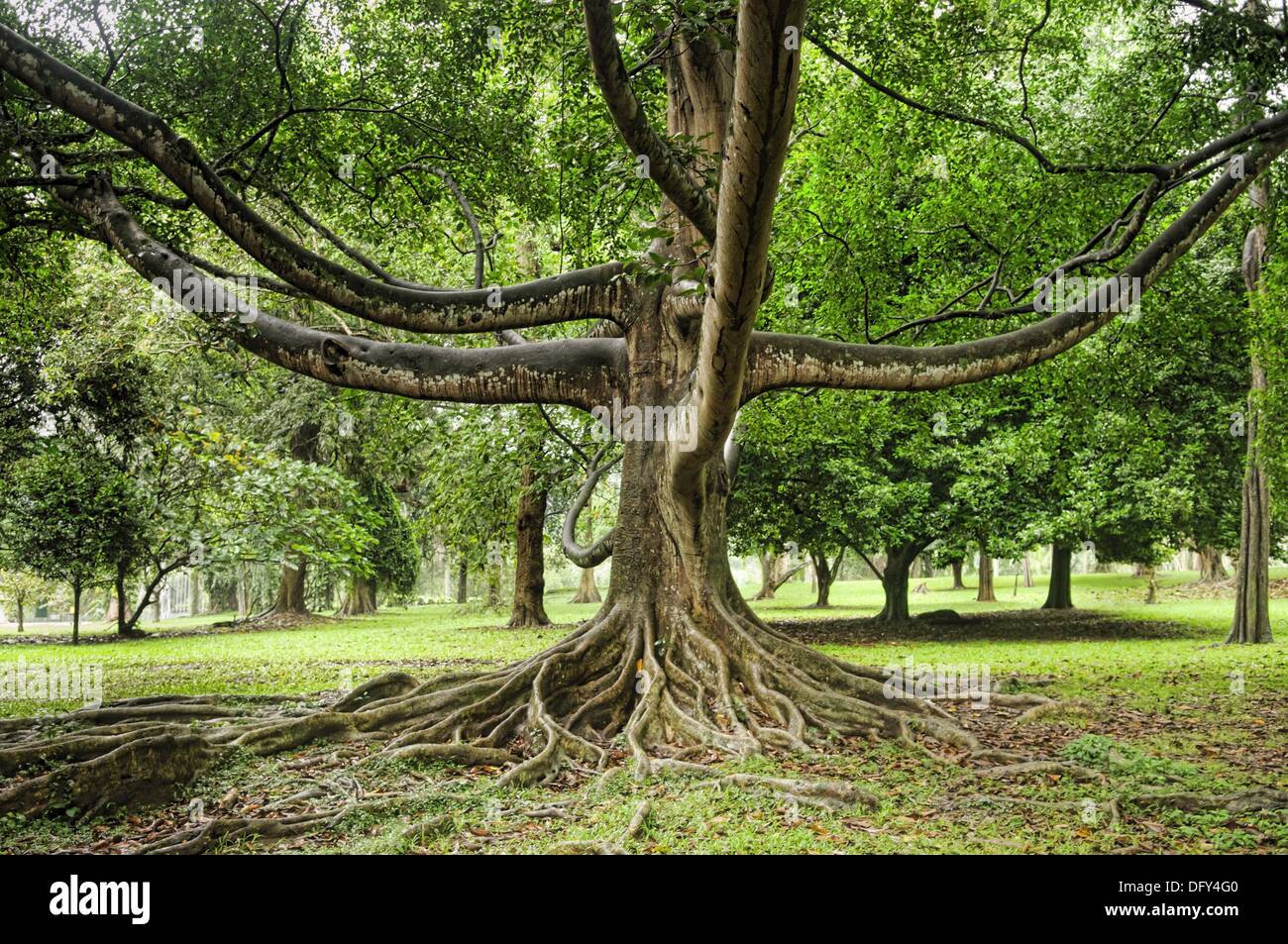 giant fig tree ficus religiosa in Kandy, Sri Lanka Stock Photo - Alamy