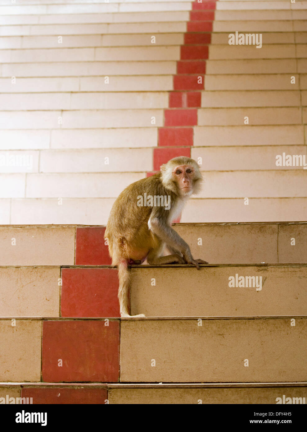 Monkey On Mount Popa High Resolution Stock Photography and Images - Alamy
