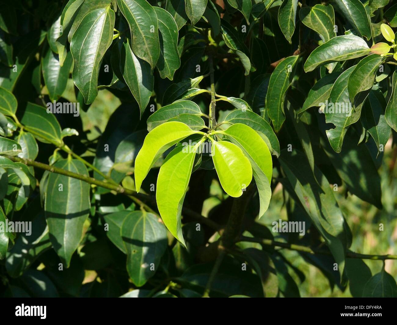 Tej patta hi-res stock photography and images - Alamy