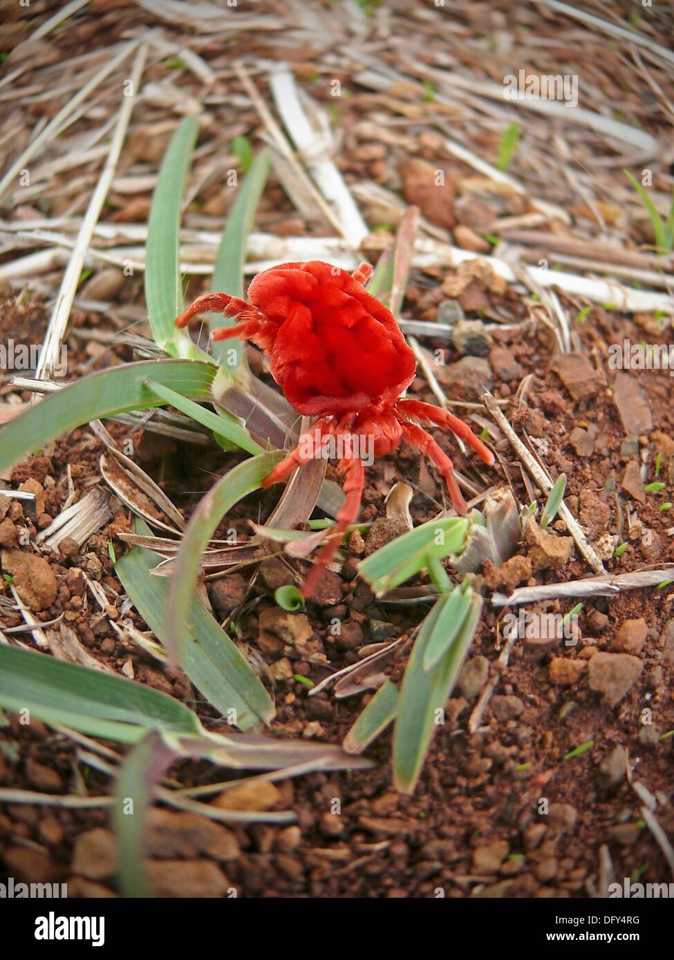 Trombidium grandissimum red velvet mite hi-res stock photography and ...