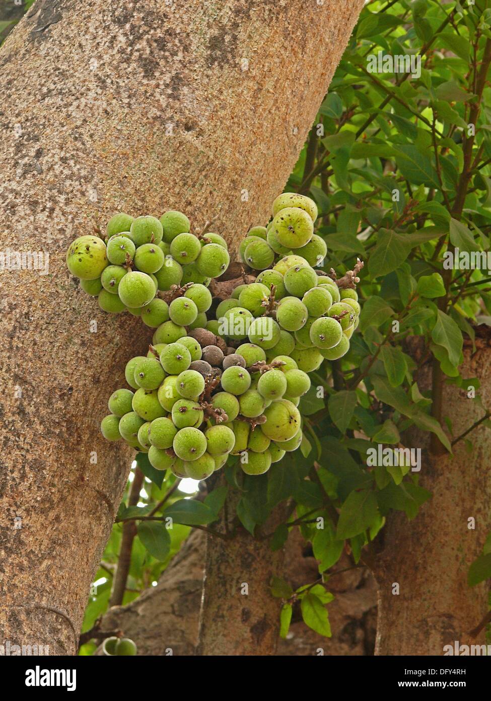 Cluster fig tree hi-res stock photography and images - Alamy