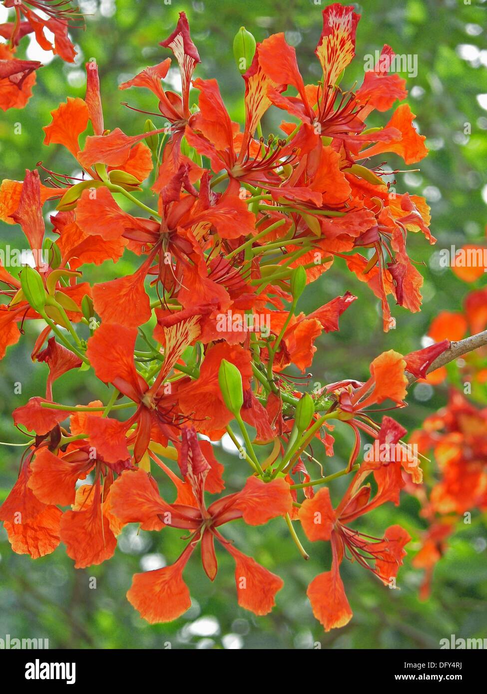 Gulmohur flower hi-res stock photography and images - Alamy