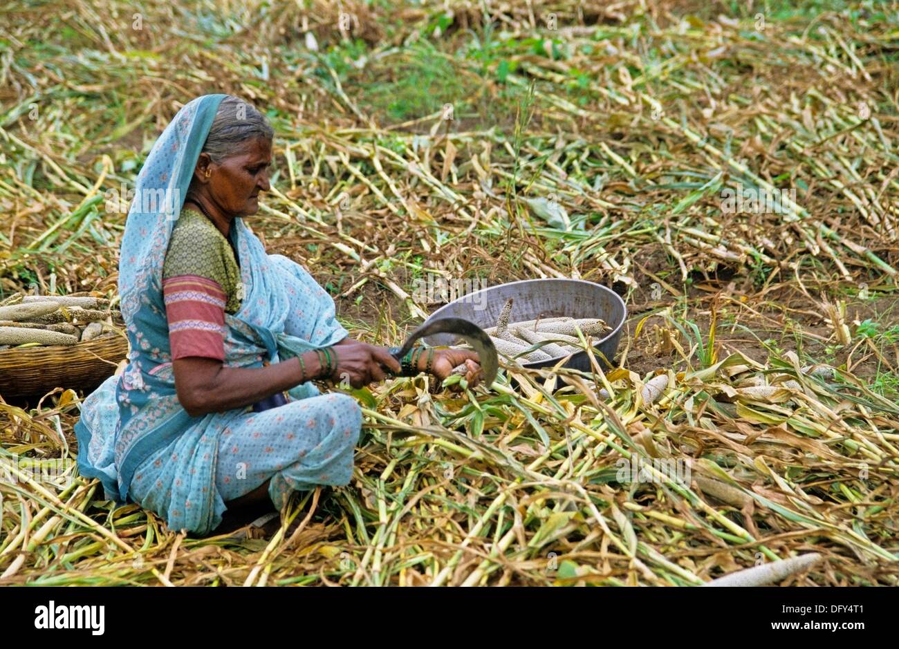 Field of bajari hi-res stock photography and images - Alamy