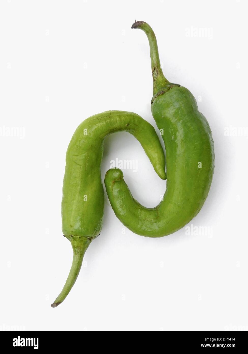 Common Chili High Resolution Stock Photography and Images - Alamy