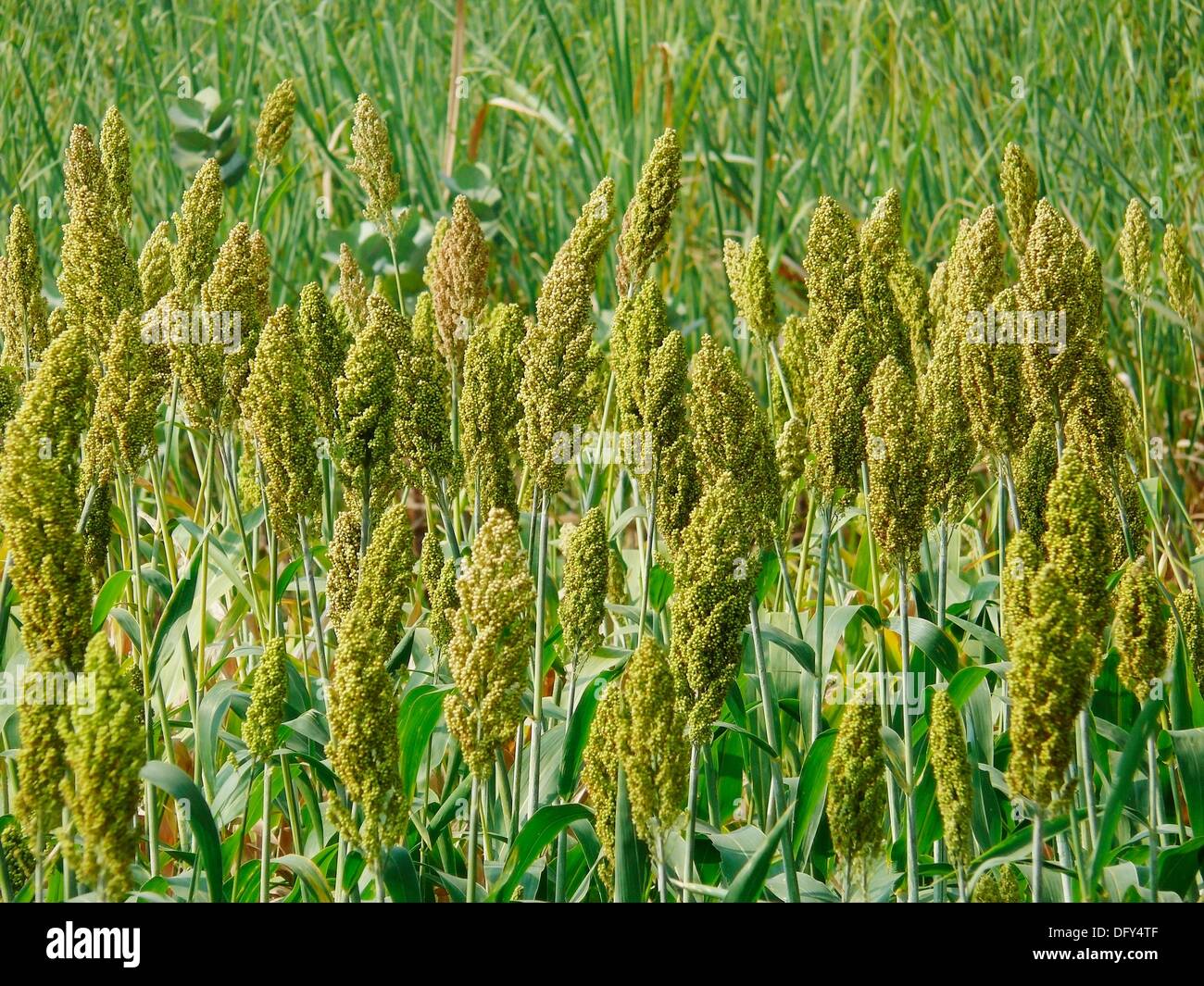 Agriculture jawar hi-res stock photography and images - Alamy