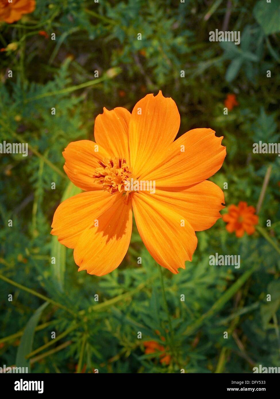 Cosmos orange hi-res stock photography and images - Alamy