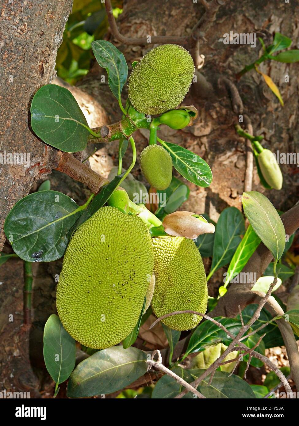 Artocarpus heterophyllus lam hi-res stock photography and images - Alamy
