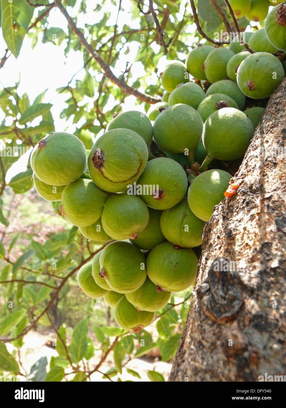 Cluster Fig Fruits, Ficus Racemosa Stock Photo - Alamy