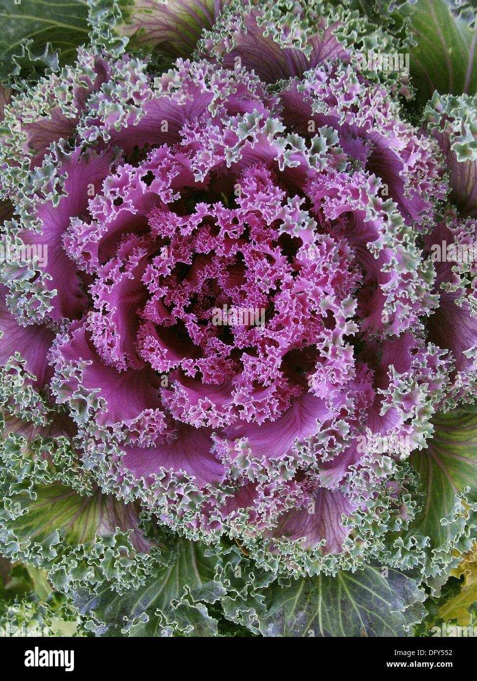Pink brassica oleracea hi-res stock photography and images - Alamy