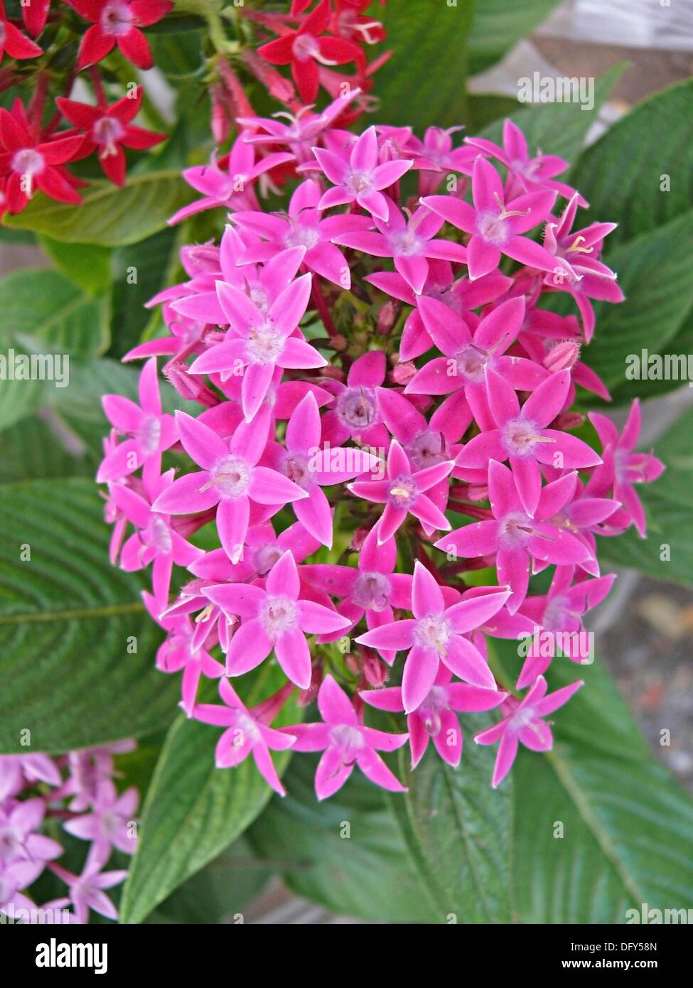 Five star flower hi-res stock photography and images - Alamy