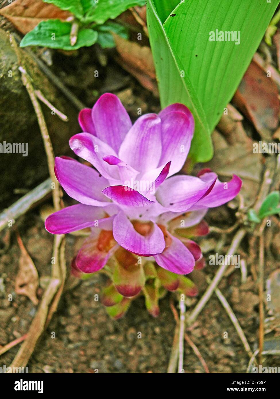Curcuma Flower High Resolution Stock Photography and Images - Alamy