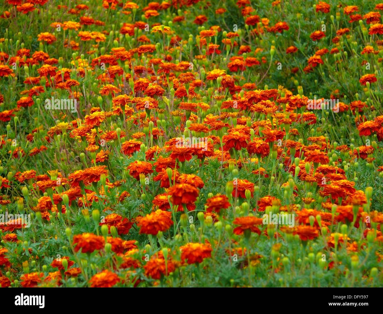 Marigold tagetes sp hi-res stock photography and images - Alamy
