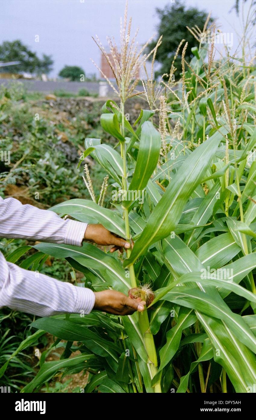 Zea z mays hi-res stock photography and images - Alamy