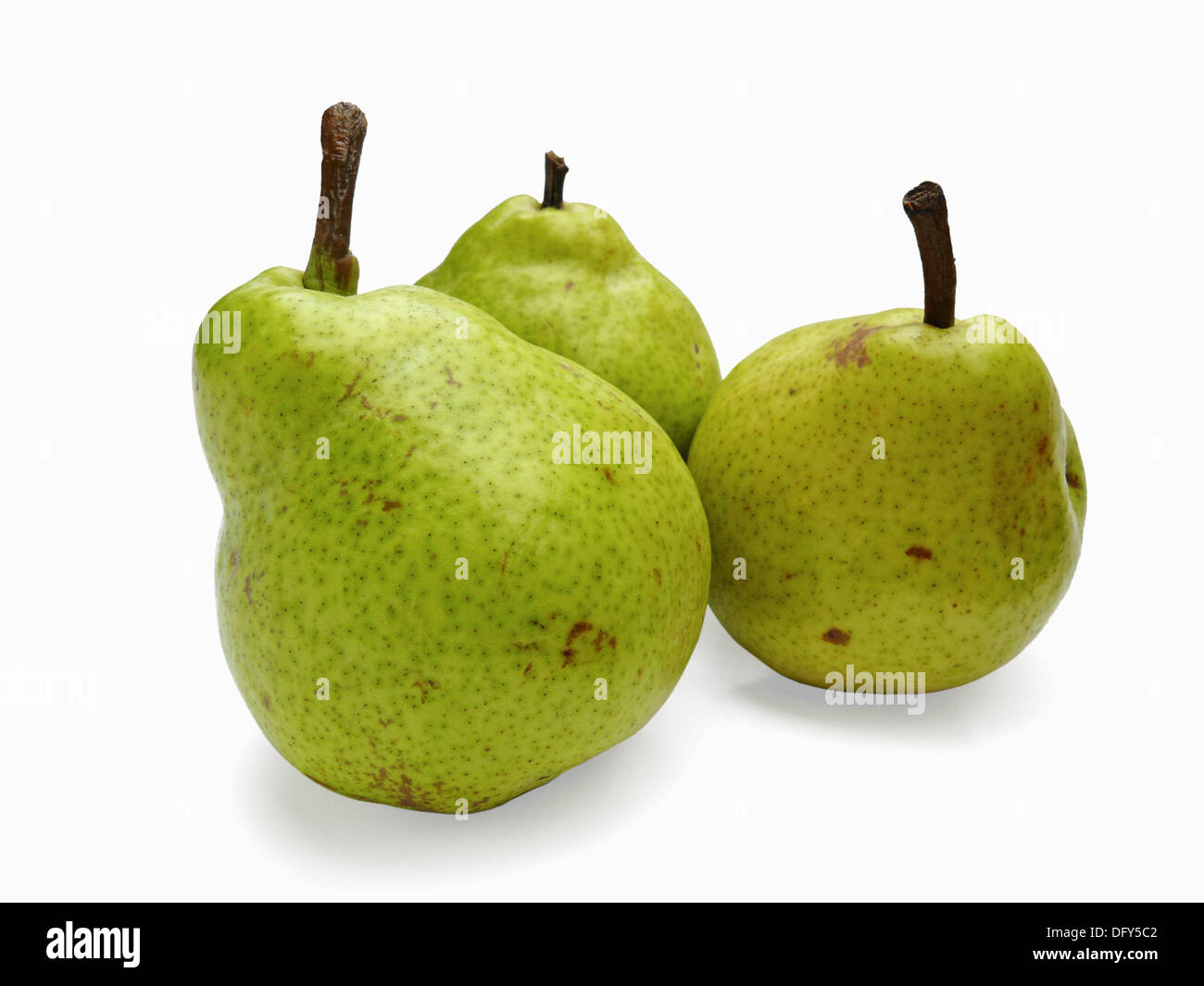 Pear psylla hi-res stock photography and images - Alamy