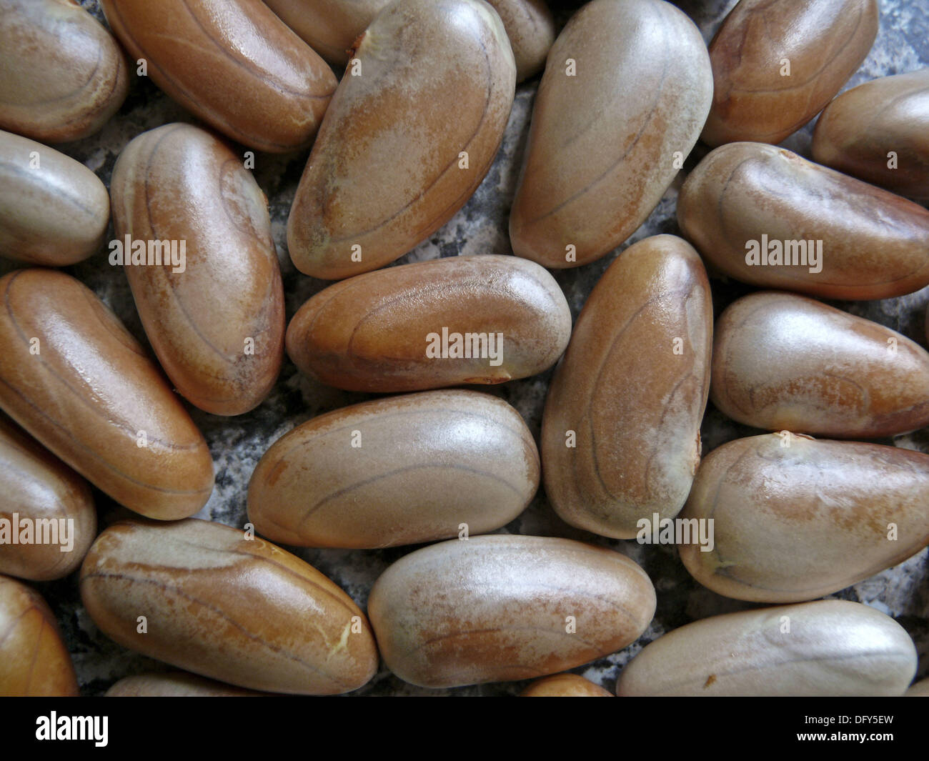 Largest tree borne fruit hi-res stock photography and images - Alamy