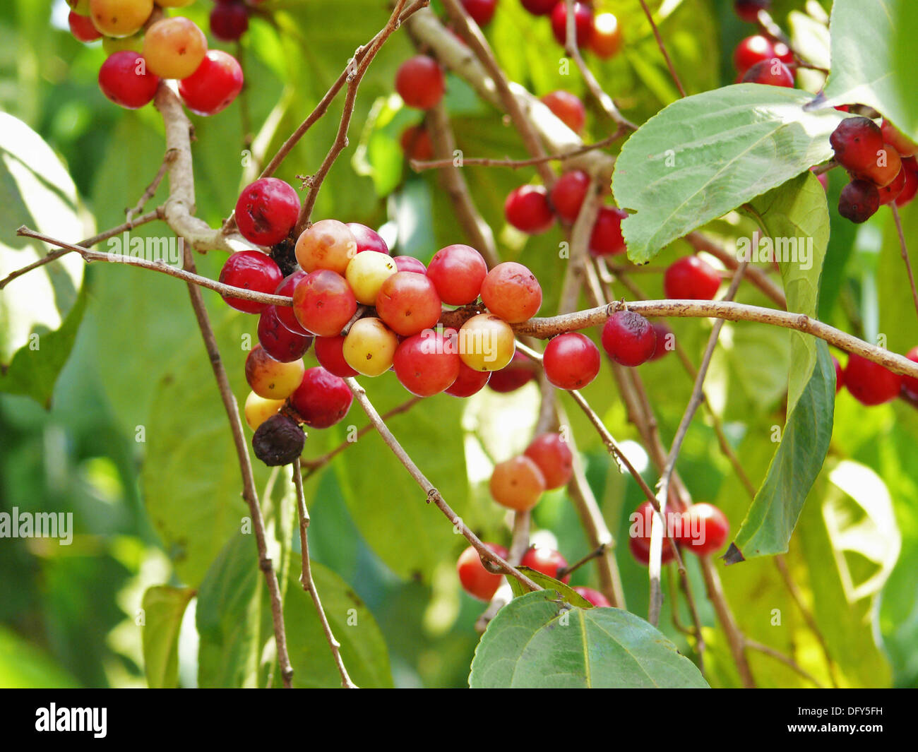 Common Winterberry High Resolution Stock Photography and Images - Alamy