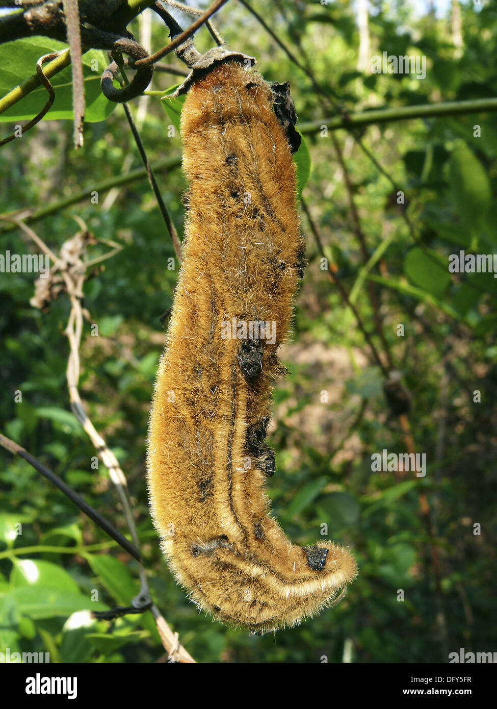 Tryptamine High Resolution Stock Photography and Images - Alamy