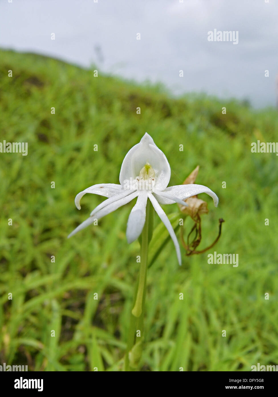 Phylum magnoliophyta hi-res stock photography and images - Alamy