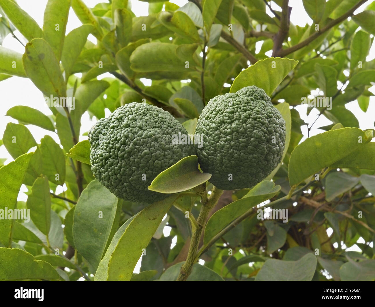 Citrus aurantium myrtifolia hi-res stock photography and images - Alamy