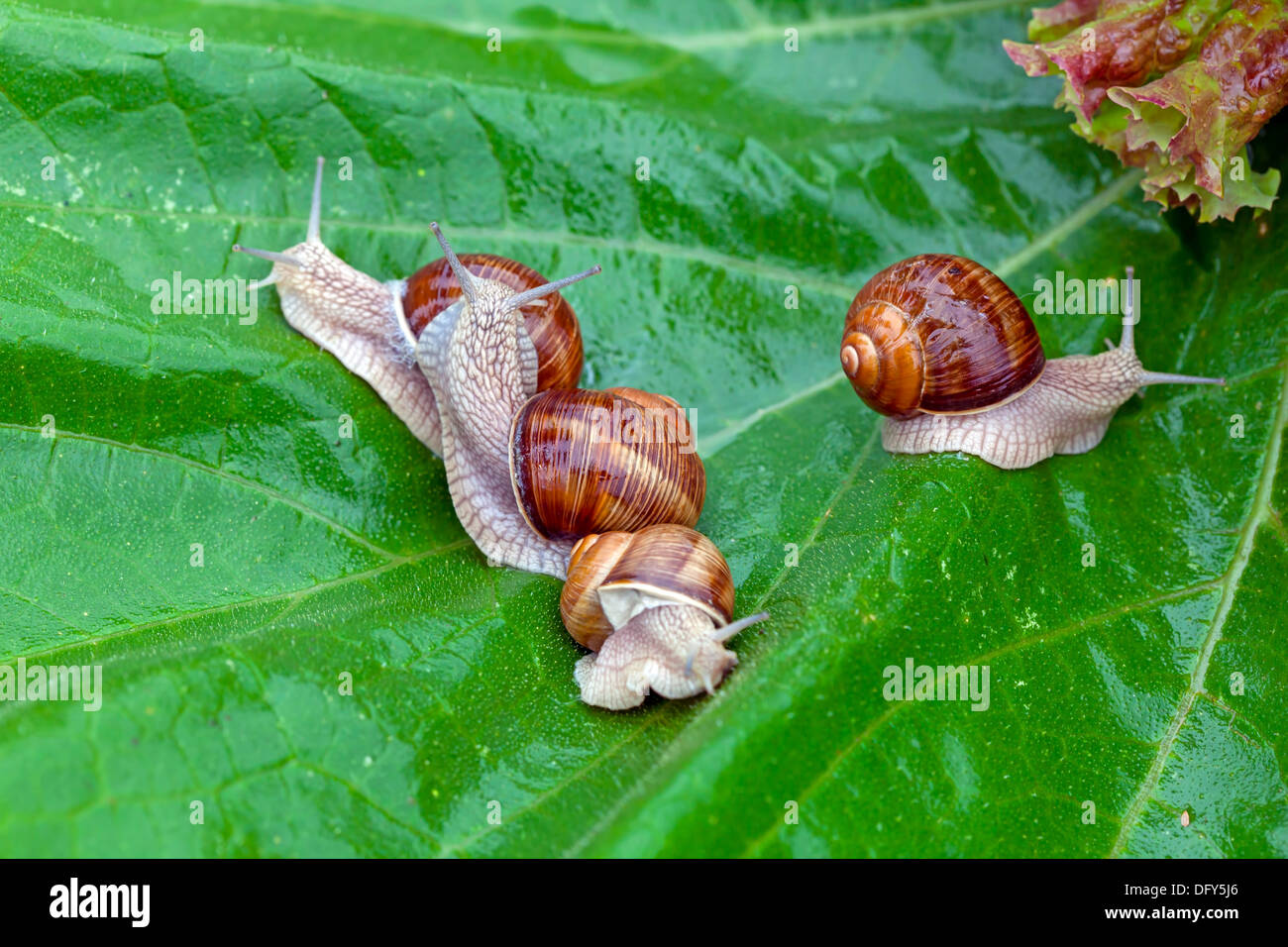 Snails after a rain on wet leaves close up Stock Photo - Alamy