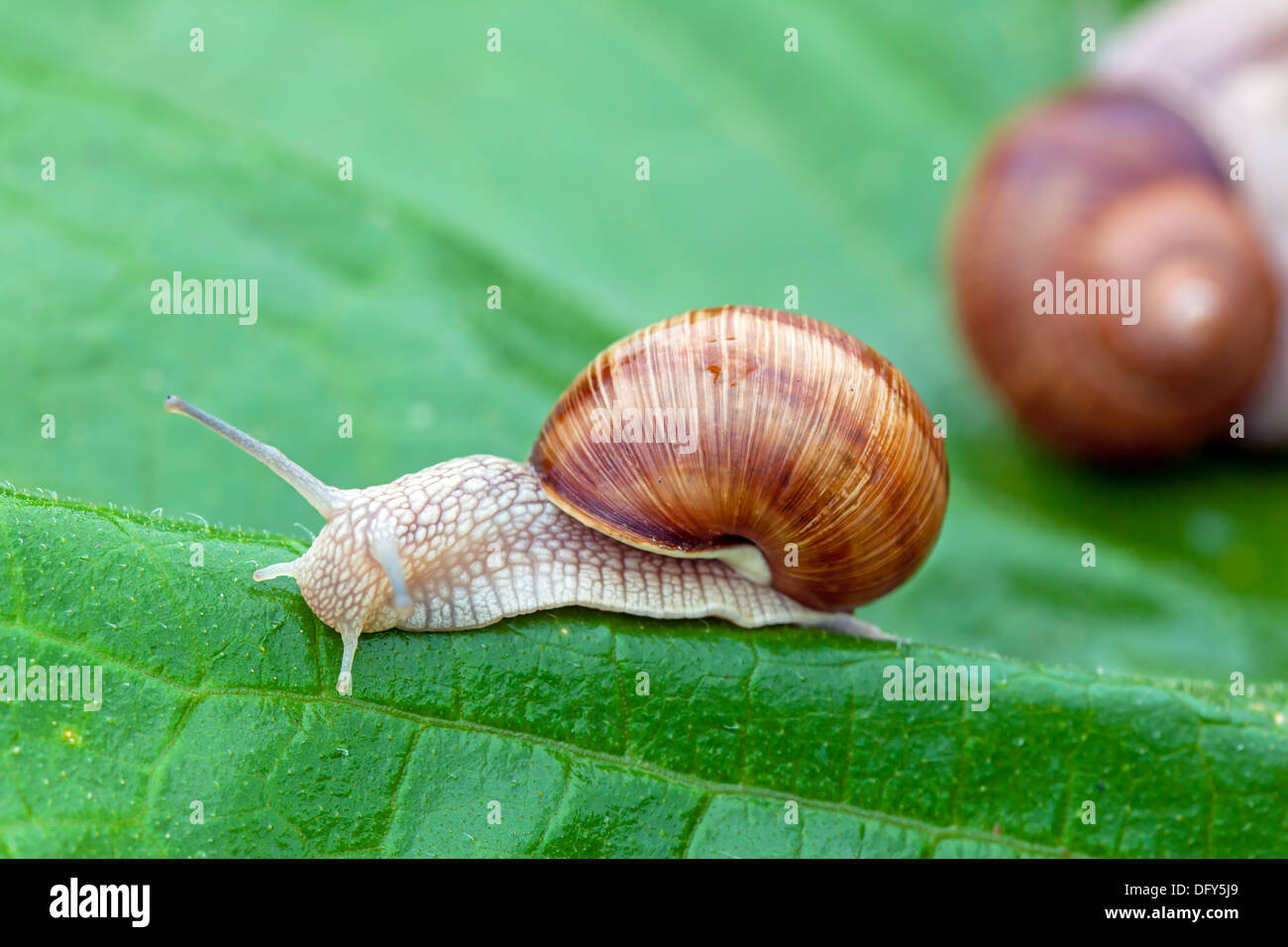 Snails after a rain on wet leaves close up Stock Photo - Alamy