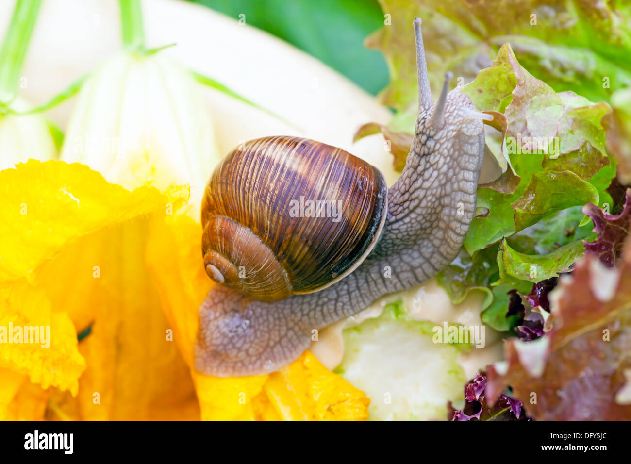 Snails after a rain on wet leaves close up Stock Photo - Alamy