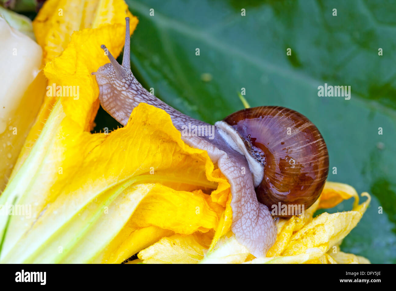 Snails after a rain on wet leaves close up Stock Photo - Alamy