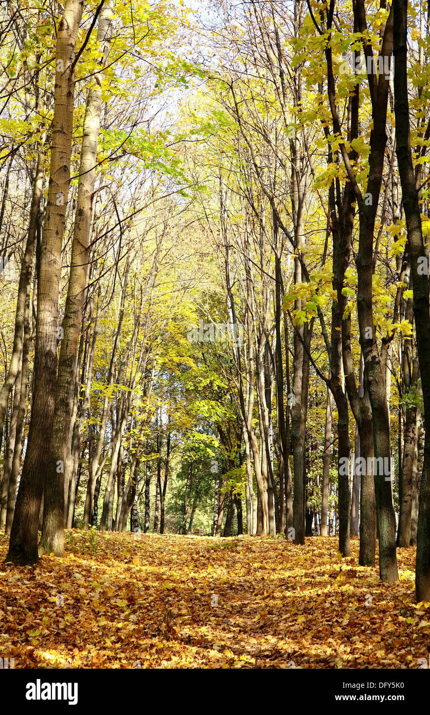 Sunny autumn october forest on blue sky Stock Photo - Alamy