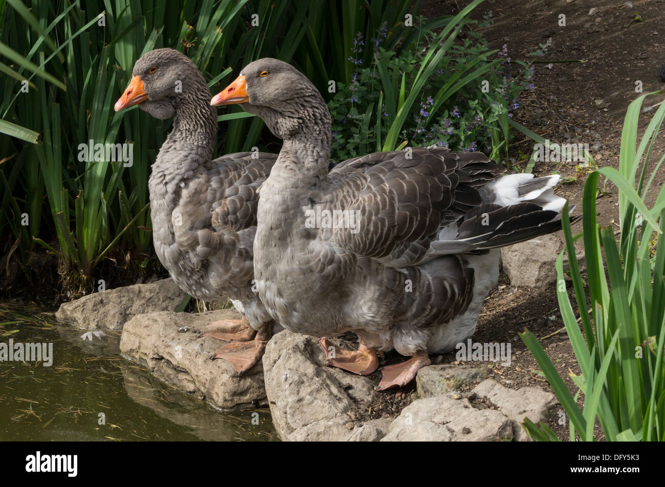 Five Sisters Zoo, Polbeth, Scotland - grey geese Stock Photo - Alamy