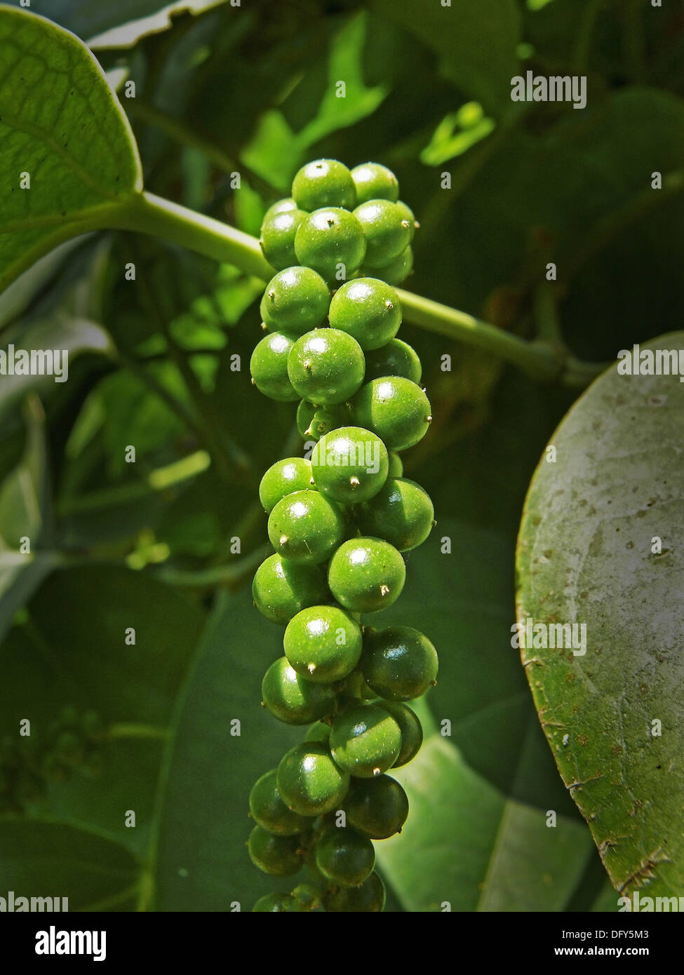 Fruit of islam nation of islam hi-res stock photography and images - Alamy