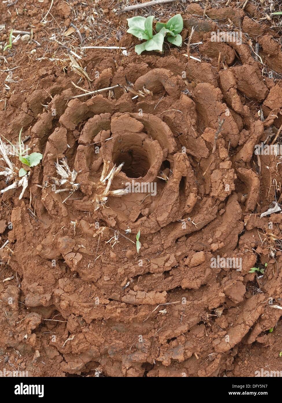 Harvester Ants At Nest High Resolution Stock Photography and Images - Alamy
