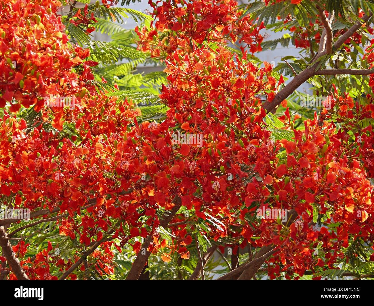 Gulmohur flower hi-res stock photography and images - Alamy
