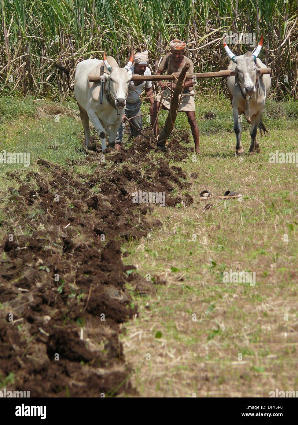 Farmer ploughing his field the old fashioned way hi-res stock ...